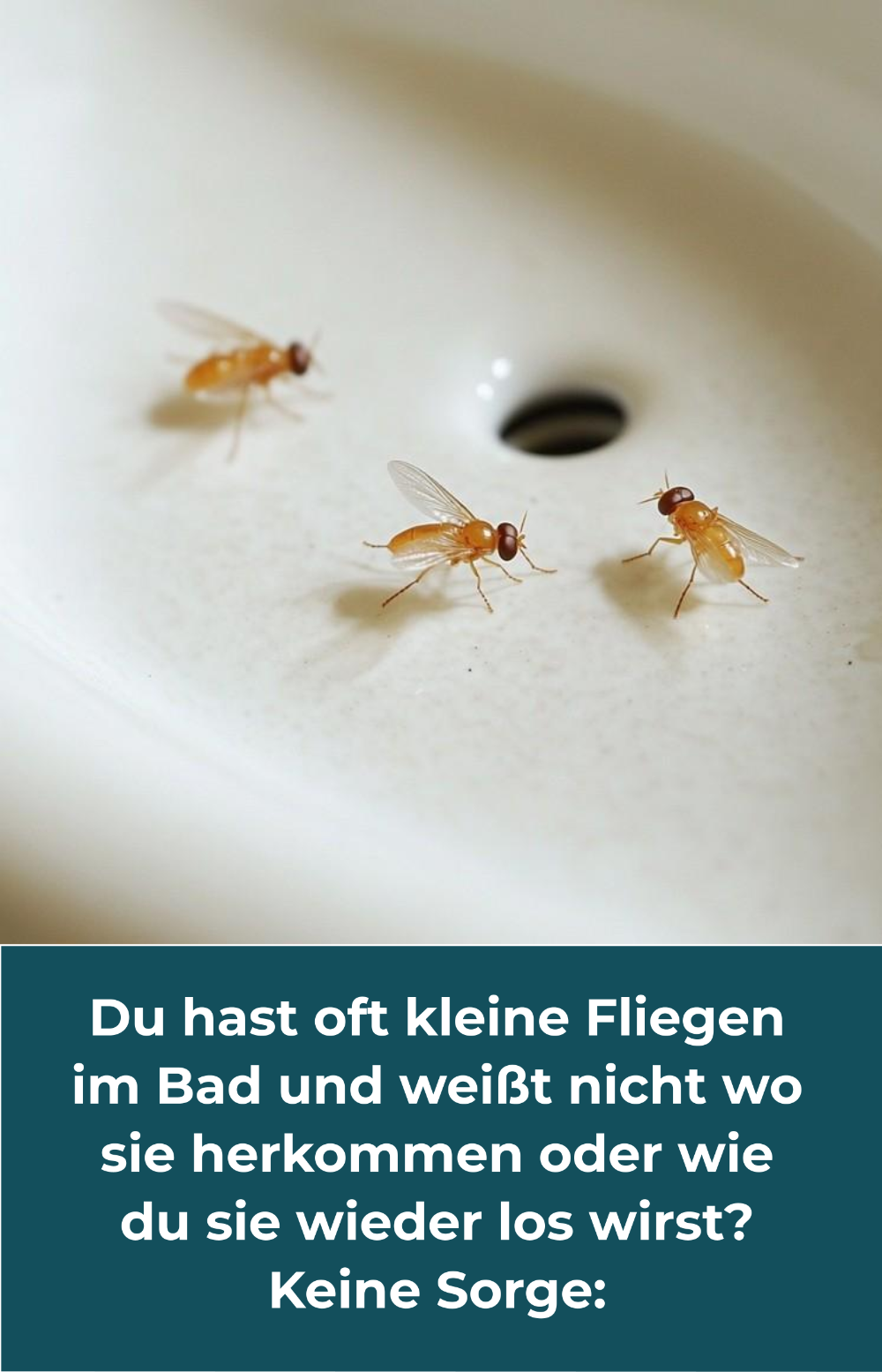 Sonn Kleine Fliegen Im Haus So Wirst Du Sie Los